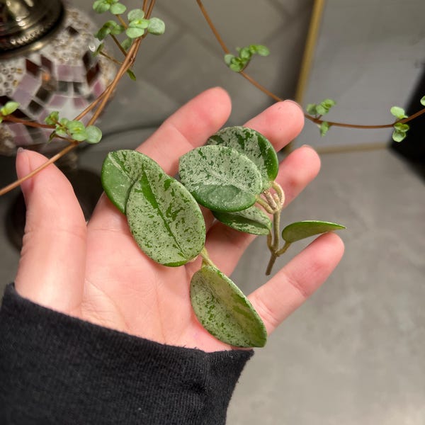 Hoya Mathilde Splash/silver UNROOTED - Etsy