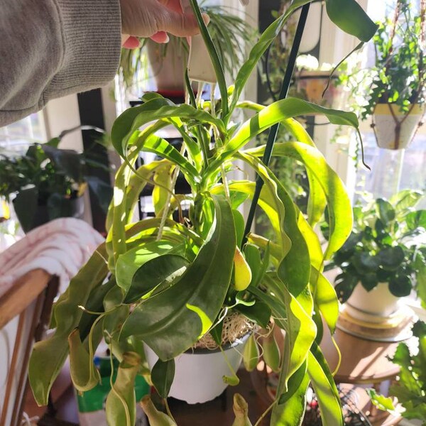 LIVE 4” Pot Syngonium Nephthytis / White Butterfly, Arrowhead Plant ...