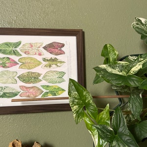Begonia Species Print Begonia Species ID Chart Featuring 31 - Etsy