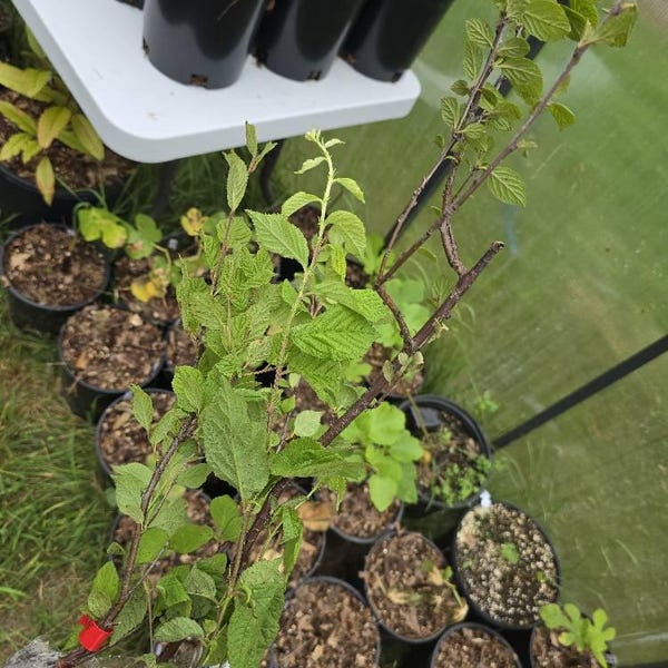 1 Jewel Black Raspberry Plant. Midseason. Zones 4-8. Live Rooted ...