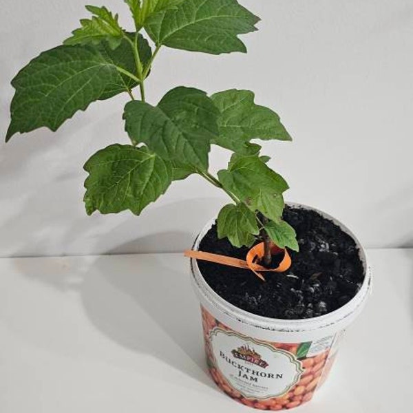 5 Surecrop June Bearing Live Strawberry Roots. Zones 5-8. - Etsy