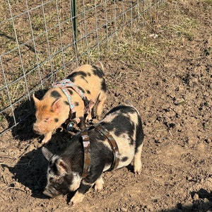 Adjustable Mini Pig Harness Lilac TD - Etsy