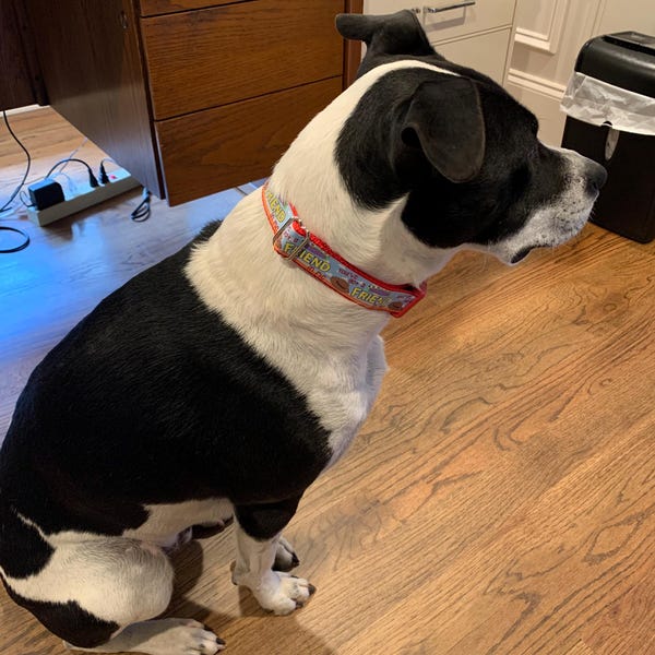 Be Good for Goodness Sake Dog Collar - Etsy