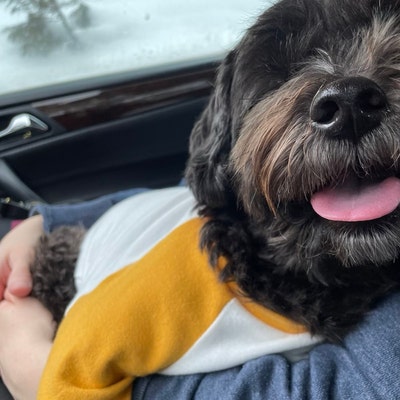 Knitted Muffler, S,L, Dog Cape, Pet Neckwear, Dog Neck Warmer, Pet ...