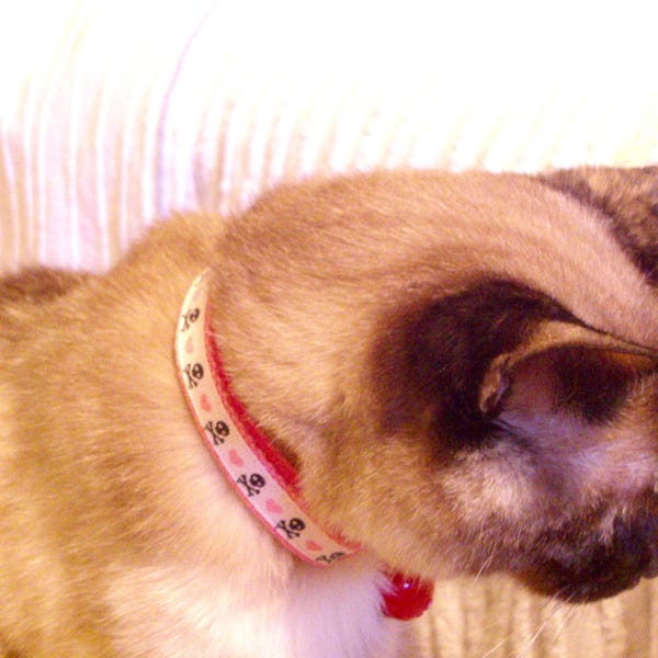 Girl Cat or Kitten Collar With Skulls and Crossbones- Collar With ...