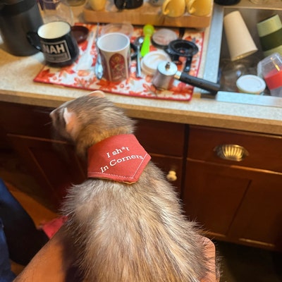 Sea Breeze Ferret Bandana Ferret Scarf Ferret Accessories Clothes for ...
