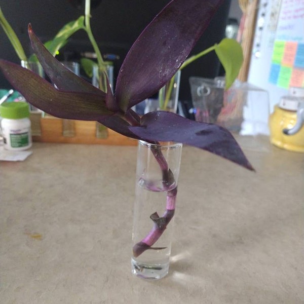 Starter Houseplant Cutting Bundle Satin Pothos, Pearl and Jade Pothos ...