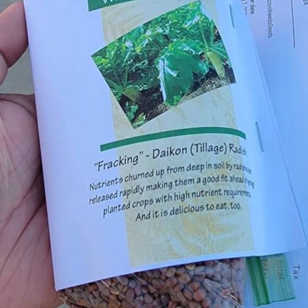 Cherokee, North Georgia Candy Roaster Squash . Cucurbita Maxima - Etsy