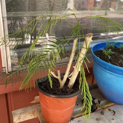 Millingtonia Tree Seed Indian Cork Tree Seed Tree Jasmine - Etsy