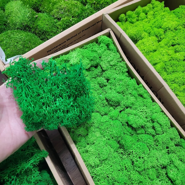 Bulk Preserved Moss Wall Art Supplies, Natural Cushion Moss,terrarium ...