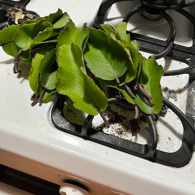 Jamaican Duck Flower Capsules Aristolochia Grandiflora Fresh Harvest ...