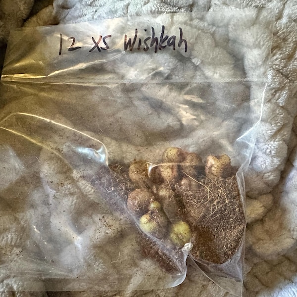 Oca Seed Tubers / Root for Planting - Uqa, New Zealand Yam - Organic ...