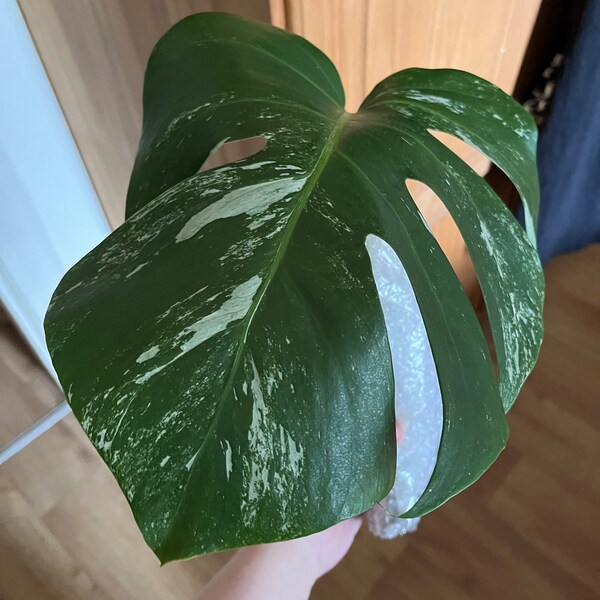 Variegated Monstera Wet Stick -this Wet Stick Selected Randomly From ...