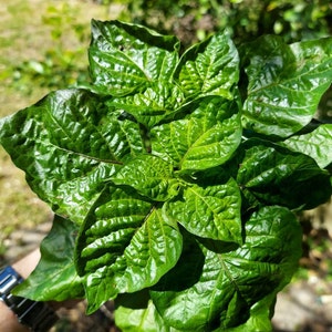 Korean Gochu Pepper Seeds - Etsy