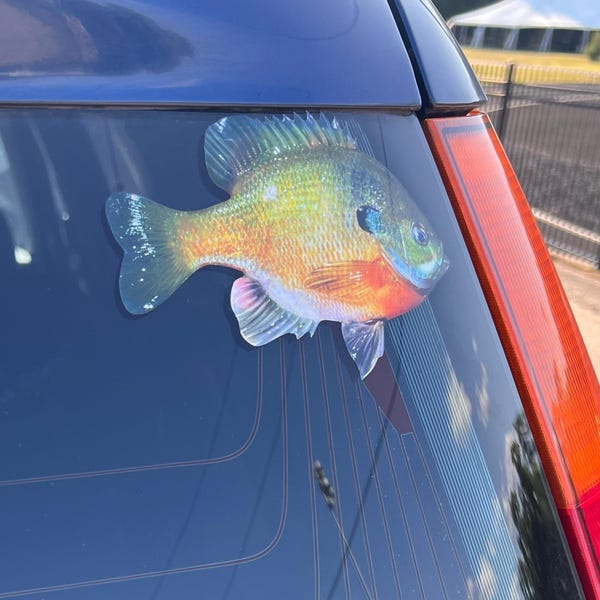 Bluegill, Bluegill Decal, Bluegill Sticker, Panfish - Etsy