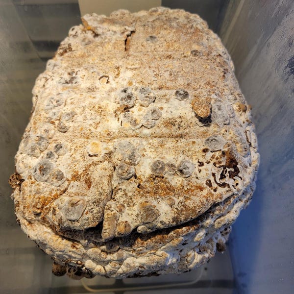 10lb Shiitake Mushroom Substrate Bag - Etsy