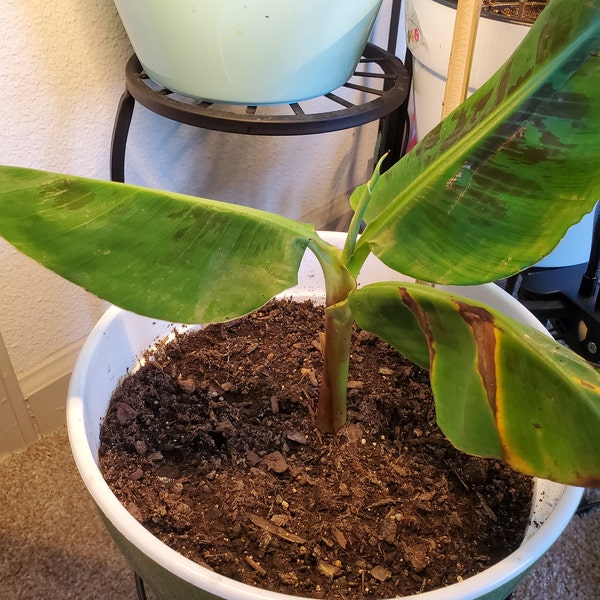 Musa ‘poquito’ Banana Tree/ Banana Tree in 4 Inch Cups (one Plant per ...