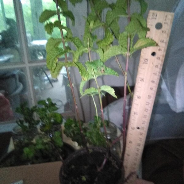 Wild Huckleberry 100 Seeds Wildlife Food - Etsy