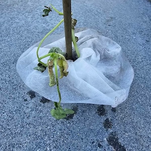 Wooden Garden Ruler for Seed Planting With Seed Diddler Plus Garden ...