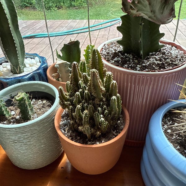 Fairy Castle Cactus | Fairytale Castle Live Indoor Succulent Plant ...