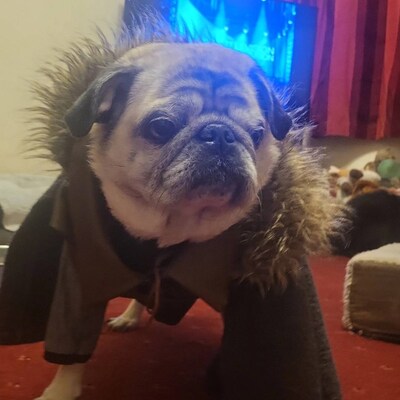 Stranger Things steve Dog Costume name Tag and - Etsy