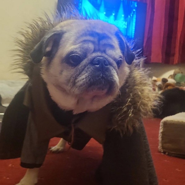 Stranger Things steve Dog Costume name Tag and Hat Sold Separately - Etsy