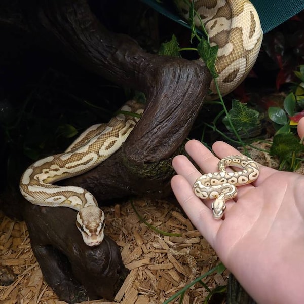 Customizable Ball Python Miniature / Figure / Sculpture / Necklace ...