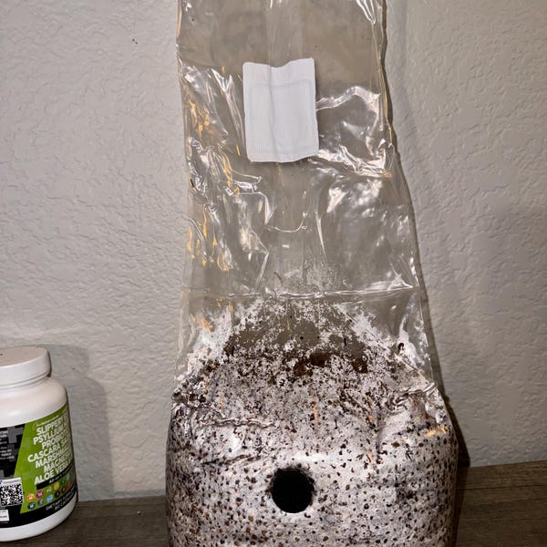 3 Pack | 5lb Milo Sorghum Grain Spawn| Sterilized Grain for Mushrooms ...