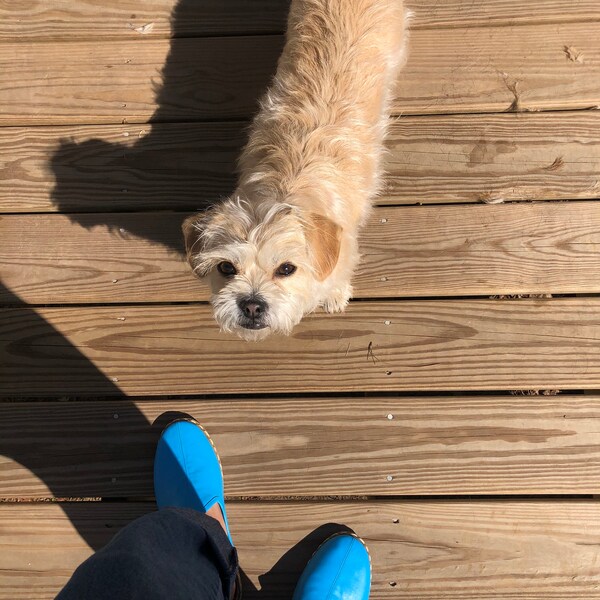 Tabi Mules, Split Toe Mules- Pre Order - Etsy