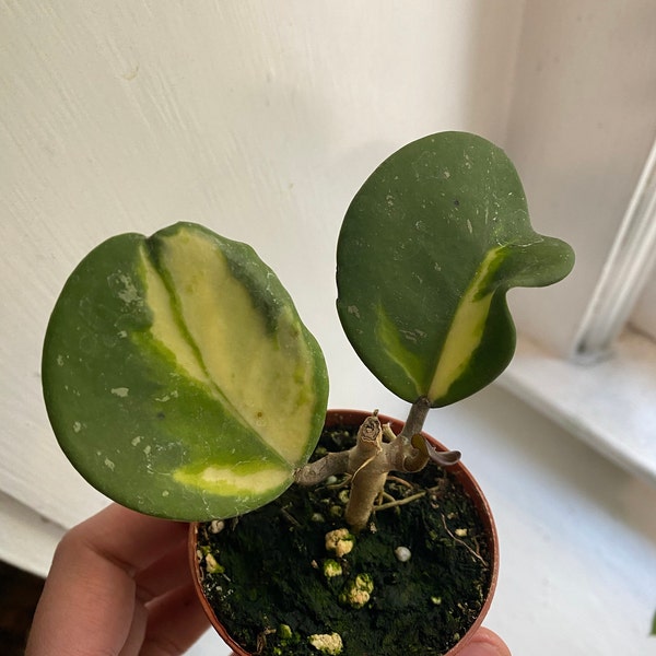 Hoya Obovata 'picta' Easy Variegated Hoya Plant. Rooted Plant Shipped ...