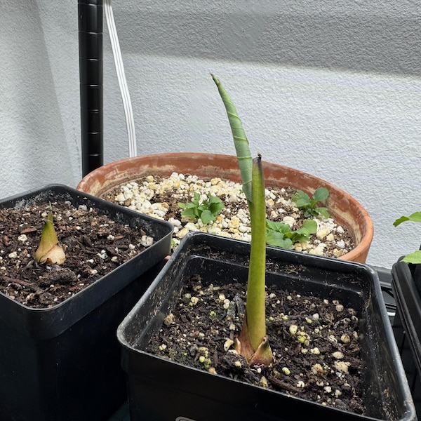 3 Organic Peruvian Ginger Rhizomes for Planting. Bulbs Will Arrive Pre ...