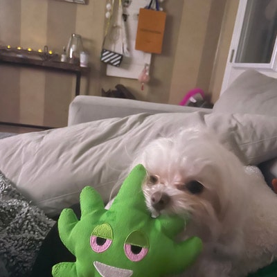 Dooby's weed Leaf Emoji Hemp Dog Toy - Etsy