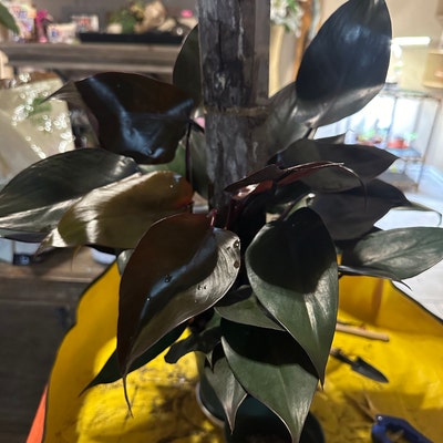 Aglaonema 'bamboo' Sp. Variegated Chinese Evergreen Live Indoor ...