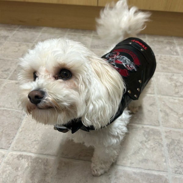 CUSTOM Dog Motorcycle Jacket | Biker Dog Jacket | Embroidered ...