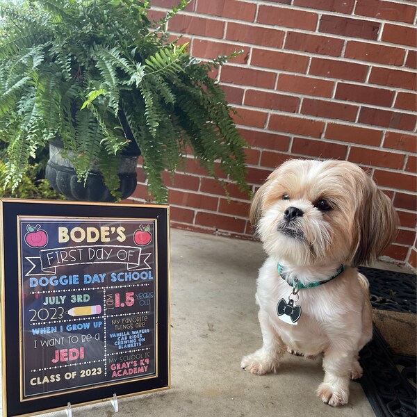 Editable Colorful First Day of School Chalkboard Sign, Reusable First ...