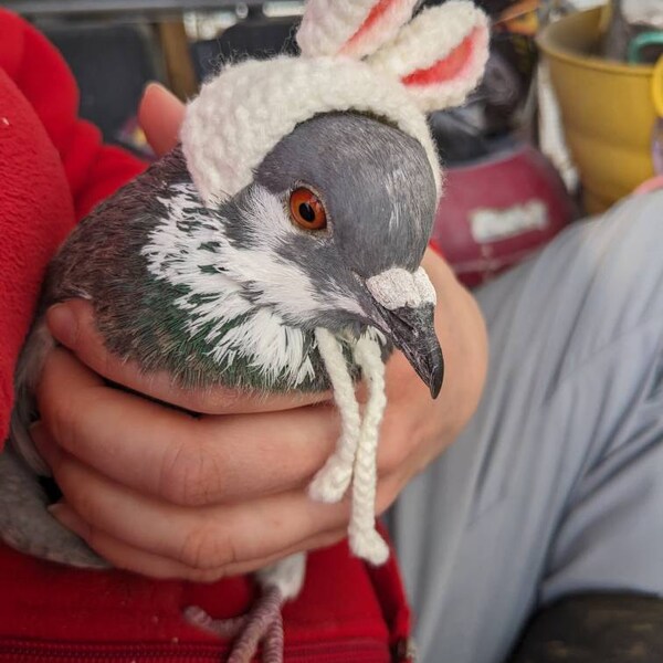 Crochet Hat for Parrot or Bird, Crochet Frog Hat, Crochet Rabbit Hat ...