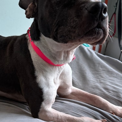 Biothane Tab or Bringsel Pick Your Color 1/2 Wide Heavy Weight, 8 Long ...