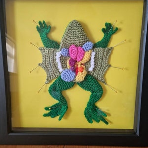 Crochet Dissected Frog PDF PATTERN ONLY Amigurumi Wall - Etsy Singapore