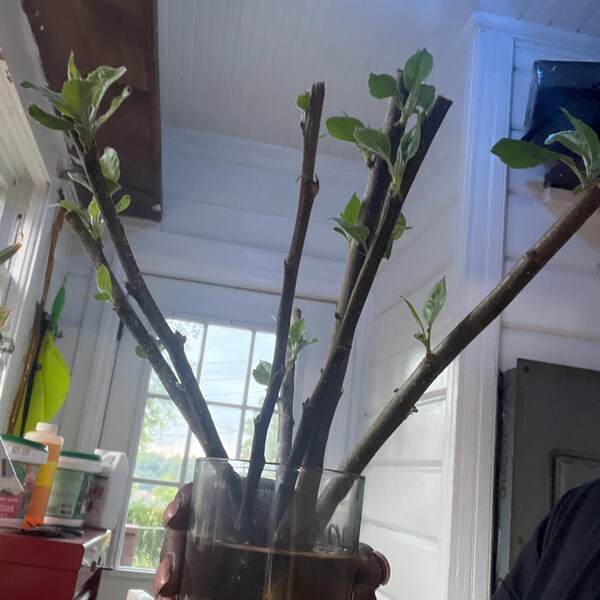 10 MARS GRAPE Cutting / Fruit Tree Scion / Scionwood / Wood / Rooting ...