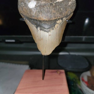 Cutom Sized Megalodon Shark Tooth Stand. Powder Coated Metal | Etsy