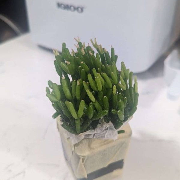 Dancing Bones Cactus: Hatiora Salicornioides Succulent - Etsy