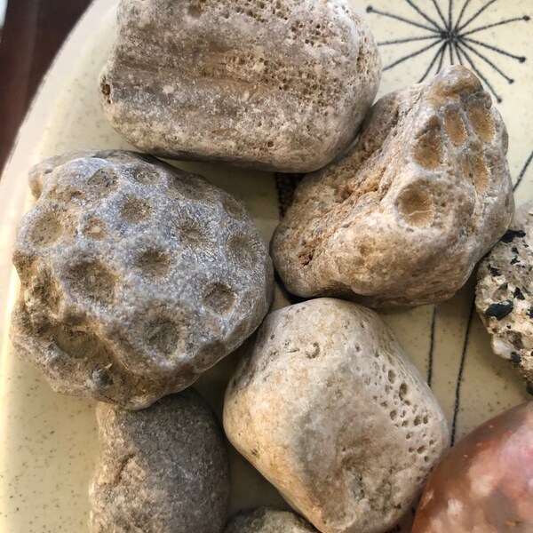 Large Rough Stromatoporoid Sponge Ordovician Fossil Limestone W ...