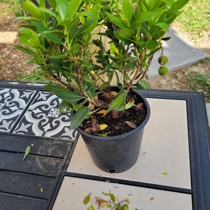 Geffner Atemoya 1 Plant 2 to 3 Feet Tall Ship in 3gal Pot - Etsy