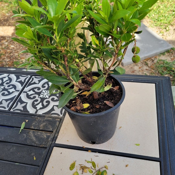 Dwarf Marina Strawberry Tree-1ft Tall Ship in 6" Pot - Etsy