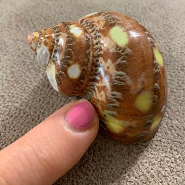 Spotted Turbo Petholatus I Spotted Shell I Turbo Seashell I Turbo ...