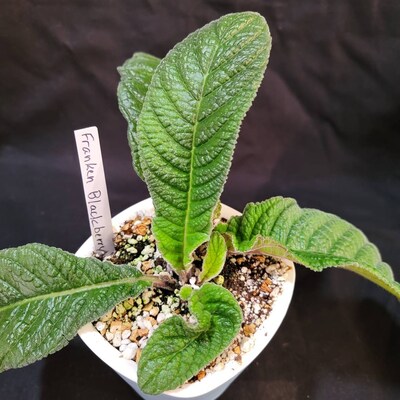 Fiona Streptocarpus Cape Primrose 2.5 Pot Live Starter Plant - Etsy