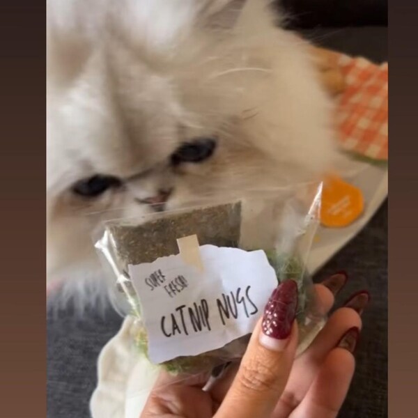 Catnip "nug" Cat Toys - Etsy