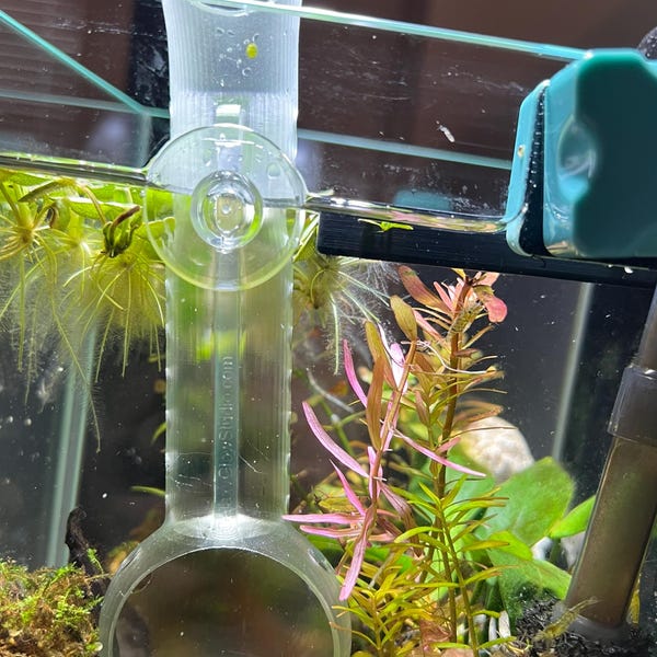 Shrimp Feeder and Viewing Platform for Shrimp Feeding, Viewing, Study ...