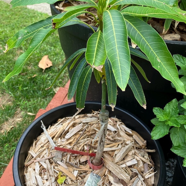 Large Jasmine Grand Duke in 10" Pot Pot, Fragrance, Flowers and ...
