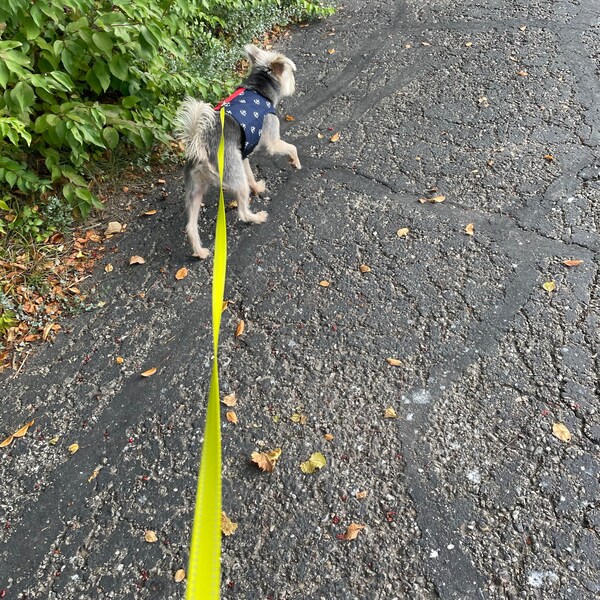 University of Michigan Dog Coat - Etsy